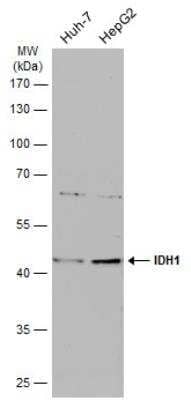 Isocitrate Dehydrogenase 1/IDH1 Research Products: Novus Biologicals