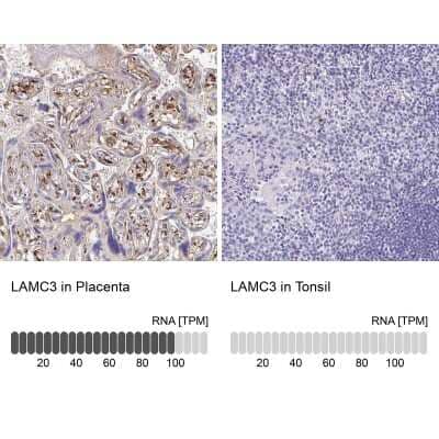 LAMC3 Antibody (NBP2-33895): Novus Biologicals