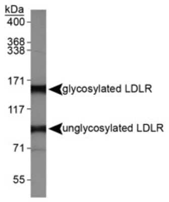 LDLR Antibody - BSA Free (NBP1-06709): Novus Biologicals