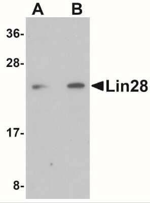 LIN-28A Antibody - BSA Free (NBP1-77383): Novus Biologicals