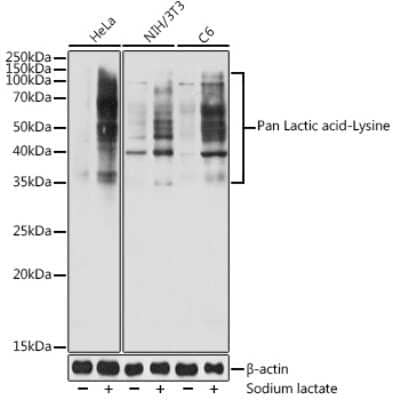 Lactyl-Lysine Antibody (NBP3-15602): Novus Biologicals