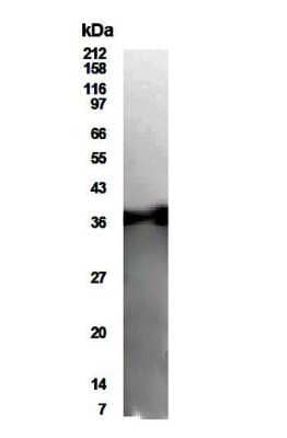 MAP1 Antibody - BSA Free (NB500-227): Novus Biologicals
