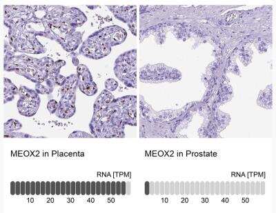 MEOX 2 Antibody (NBP2-30647): Novus Biologicals
