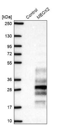 MEOX 2 Antibody (NBP2-30647): Novus Biologicals