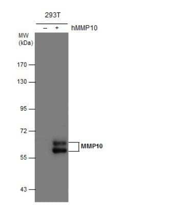 MMP-10 Antibody (NBP2-17309): Novus Biologicals