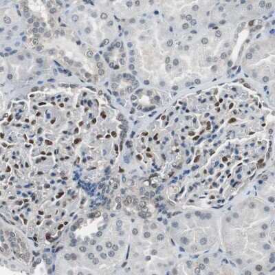 MafB Antibody (NBP1-81342): Novus Biologicals