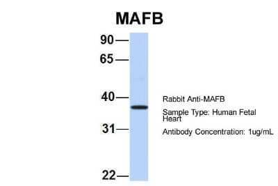 MafB Antibody (NBP2-87769): Novus Biologicals