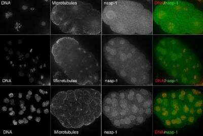 NASP Antibody (48740002): Novus Biologicals