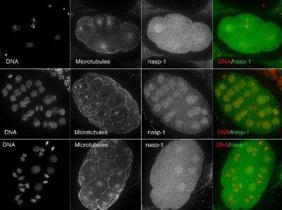 NASP Antibody (48740002): Novus Biologicals