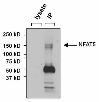 NFAT5 Antibody (NB120-3446): Novus Biologicals