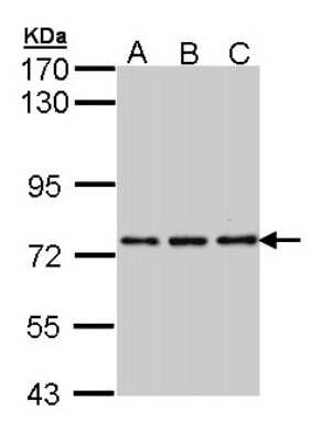 PER2 Antibody - BSA Free (NB100-125): Novus Biologicals