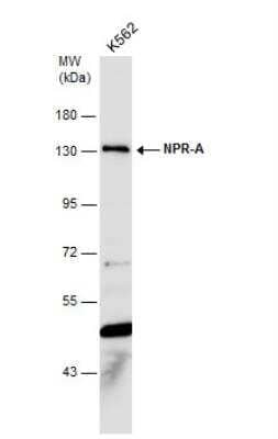 NPRA/NPR1 Antibody (NBP1-32889): Novus Biologicals