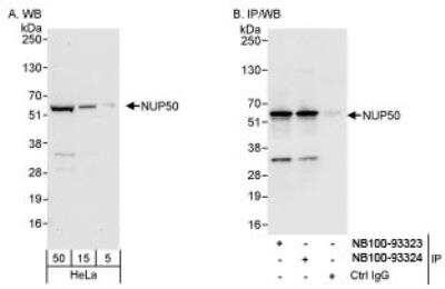 NUP50 Antibody (NB100-93324): Novus Biologicals