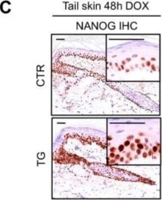 Nanog Antibody (NB100-58842): Novus Biologicals