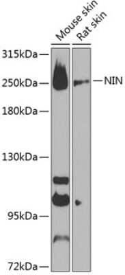 Ninein Antibody (NBP3-03704): Novus Biologicals