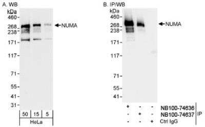 NuMA Antibodies: Novus Biologicals