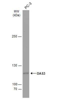 OAS3 Antibody (NBP2-19617): Novus Biologicals