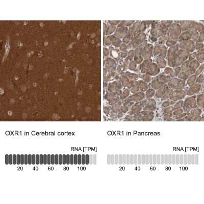 OXR1 Antibody (NBP1-86393): Novus Biologicals