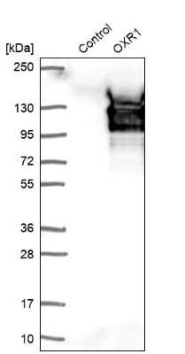OXR1 Antibody (NBP1-86392): Novus Biologicals