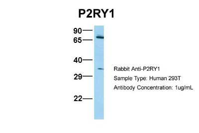 P2Y1/P2RY1 Antibody (NBP1-69246): Novus Biologicals
