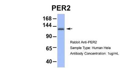 PER2 Antibody (NBP2-88036): Novus Biologicals
