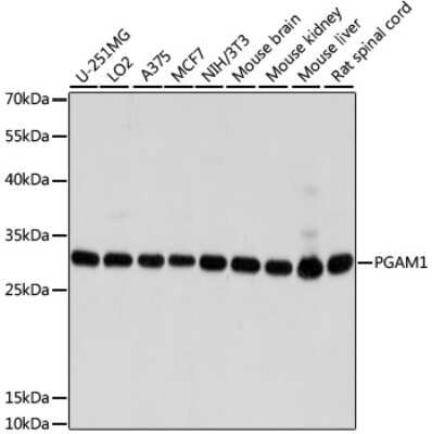 PGAM1 Antibody (NBP2-95109): Novus Biologicals