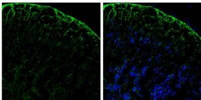 PHGDH Antibody (NBP2-19801): Novus Biologicals