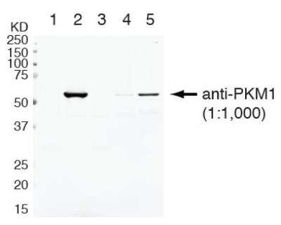 PKM1 Antibody - BSA Free (NBP2-14833): Novus Biologicals