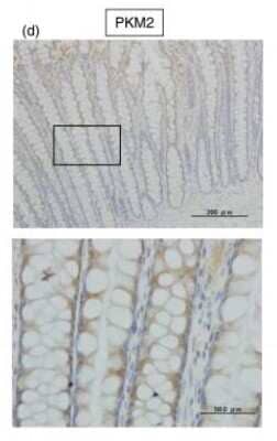 PKM2 Antibody - BSA Free (NBP1-48308): Novus Biologicals