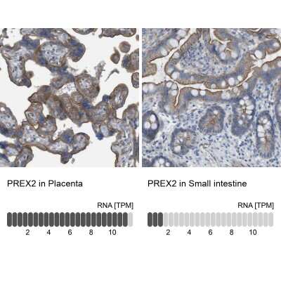 PREX2 Antibody (NBP1-84275): Novus Biologicals
