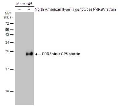PRRSV GP5 Research Products: Novus Biologicals