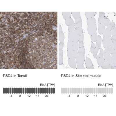 PSD4 Antibody (NBP1-84006): Novus Biologicals