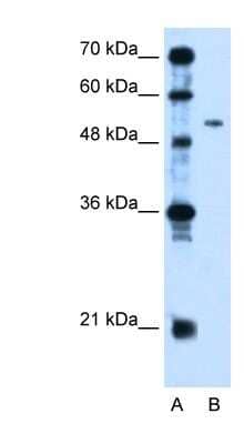 PSG1 Antibody (NBP1-58001): Novus Biologicals