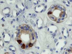 PTP gamma/PTPRG Antibody (AF4608): Novus Biologicals