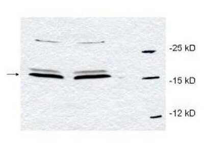 Pin1 Antibody (NBP1-77757): Novus Biologicals