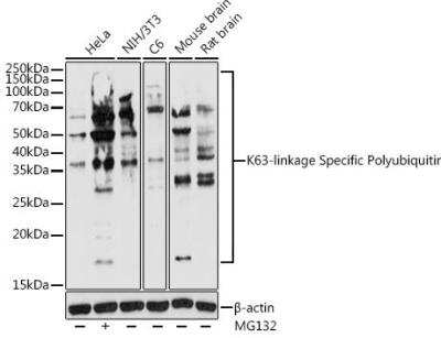 Poly-Ubiquitin Antibody - K63 Linkage (NBP3-05682): Novus Biologicals