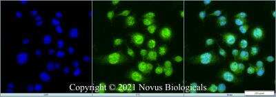 RBFOX3/NeuN Antibody - BSA Free (NBP1-77686): Novus Biologicals