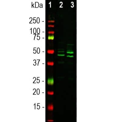 RBFOX3/NeuN Antibody (NBP3-05554): Novus Biologicals