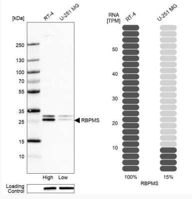RBPMS Antibody (NBP2-33810): Novus Biologicals