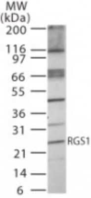 RGS1 Antibody (NB100-56737): Novus Biologicals