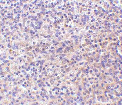 RP105/CD180 Antibody - BSA Free (NBP1-76705): Novus Biologicals