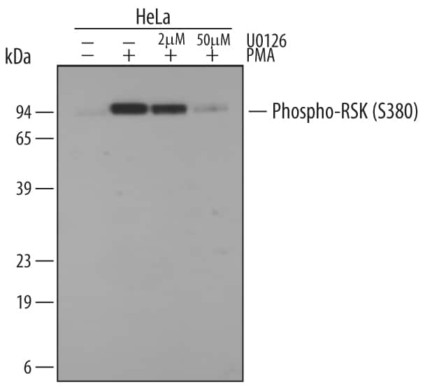 RSK Antibody [Unconjugated] - Pan Specific (AF889): Novus Biologicals