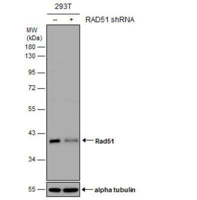 Rad51 Antibodies: Novus Biologicals