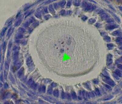 SCP3/SYCP3 Antibody (NB300-231): Novus Biologicals