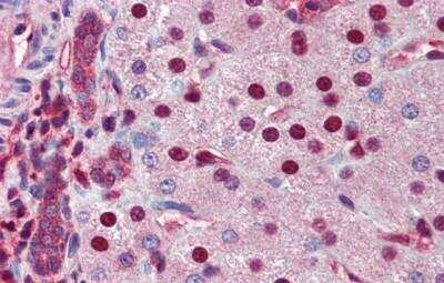 SHP/NR0B2/Nuclear Receptor SHP Antibody (NBP1-52817): Novus Biologicals
