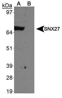 SNX27 Antibody - BSA Free (NBP1-45283): Novus Biologicals