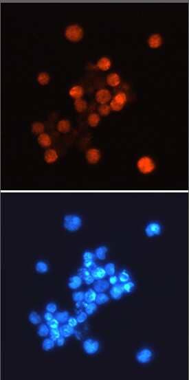 STAT5a/b Antibody [Unconjugated] (AF4190): Novus Biologicals