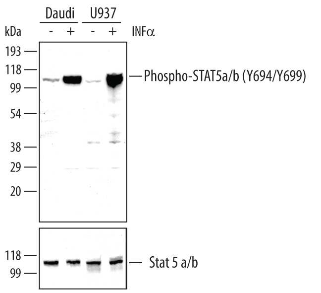 STAT5a/b Antibody [Unconjugated] (AF4190): Novus Biologicals