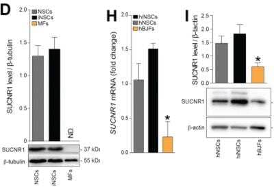SUCNR1/GPR91 Antibody - BSA Free (NBP1-00861): Novus Biologicals