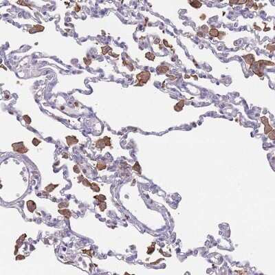 Siglec-3/CD33 Antibody (NBP2-32709): Novus Biologicals